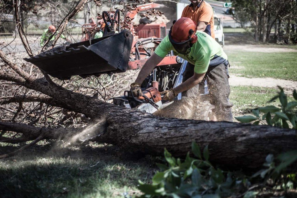 eden_trees_bg_4-2 - Eden Trees Arboriculture Services