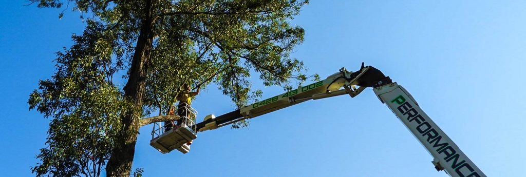 Tree Lopping - Eden Trees Arboriculture Services