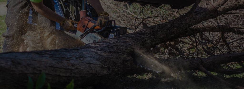Emergency Tree Service - Eden Trees