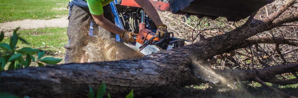 Tree Removal Scenic Rim QLD - Tree Loppers - Tree Pruning - Arborist